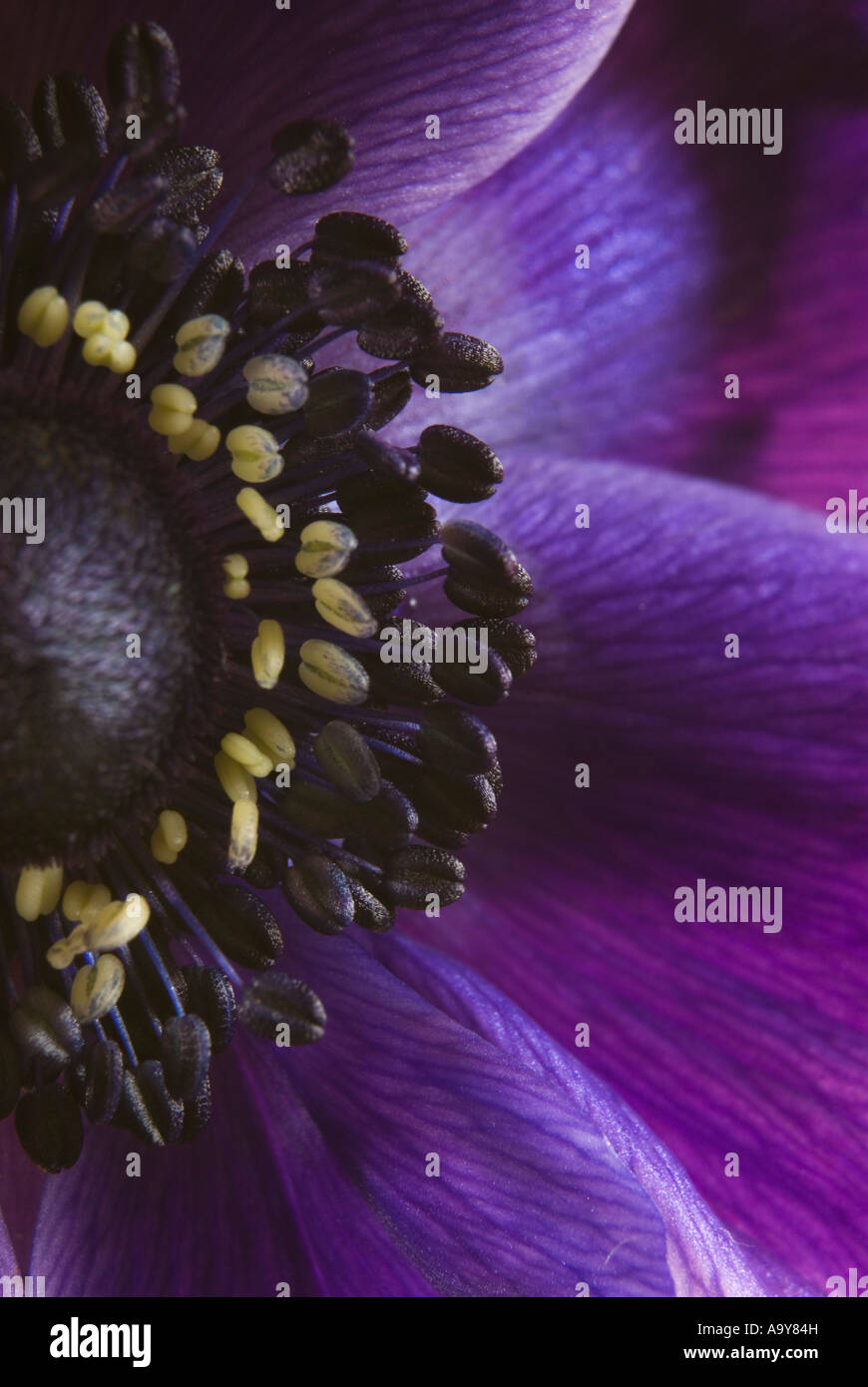 Close up picture of a purple flower hi-res stock photography and images ...