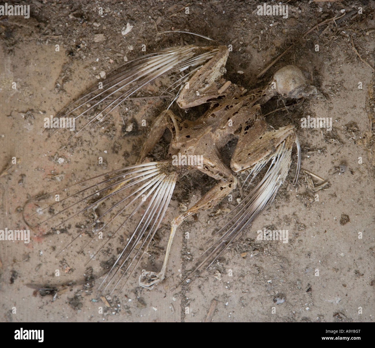 Dead bird hi-res stock photography and images - Alamy