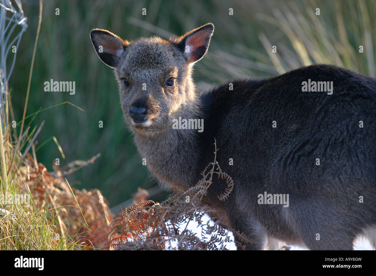 Roe deer cub hi-res stock photography and images - Alamy