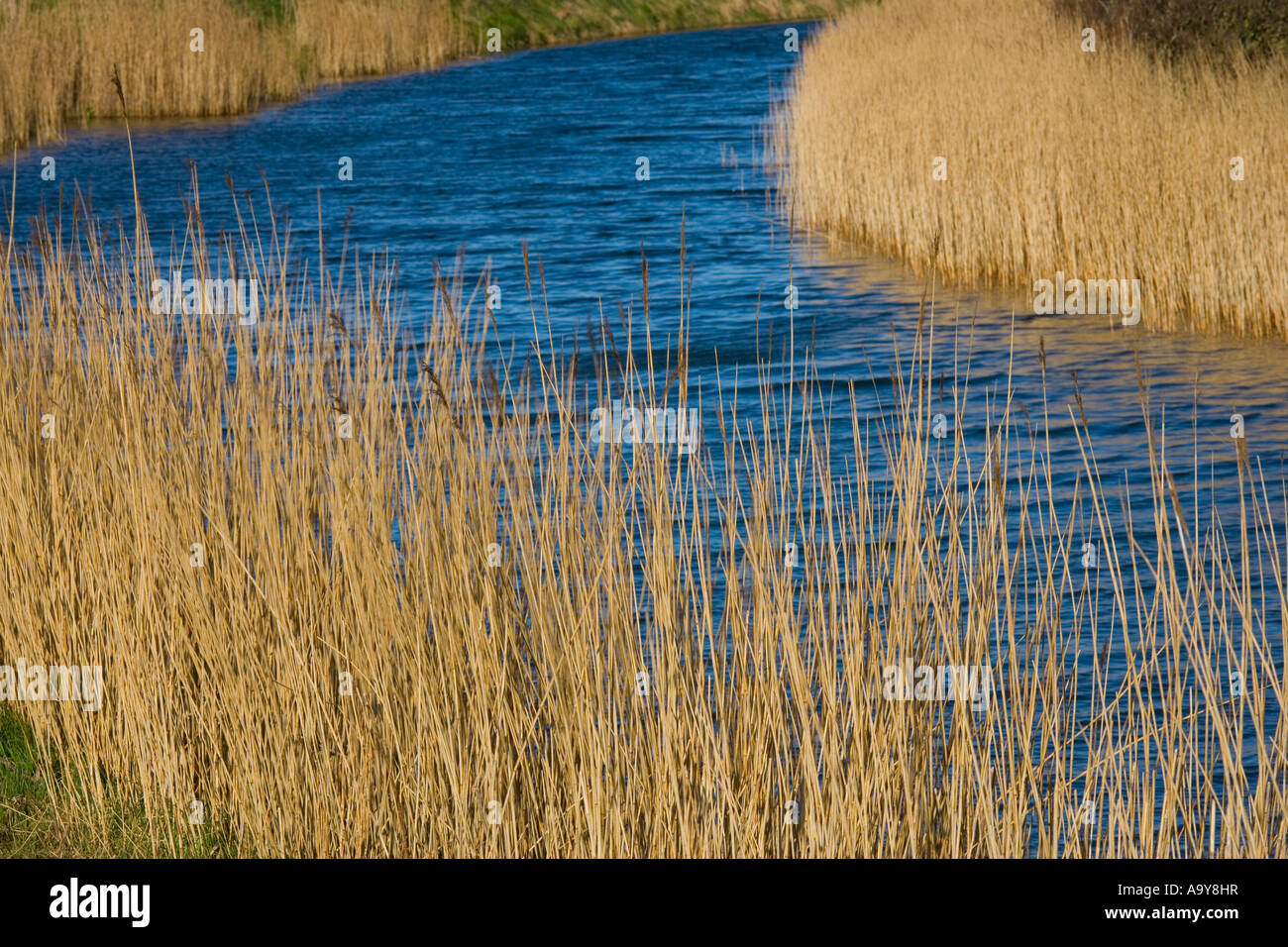 Reeds and rushes hi-res stock photography and images - Alamy