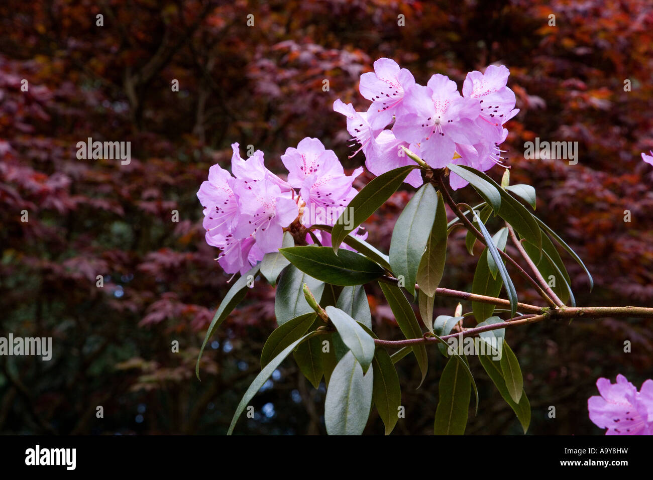 rhododendron bright pink purple flowers in bloom exploding from foliage ...