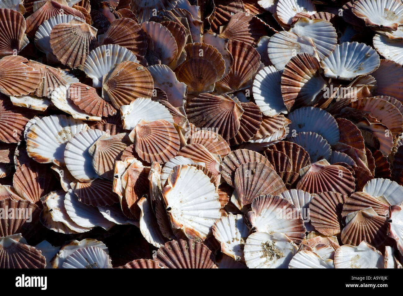 Abstract shells hi-res stock photography and images - Alamy
