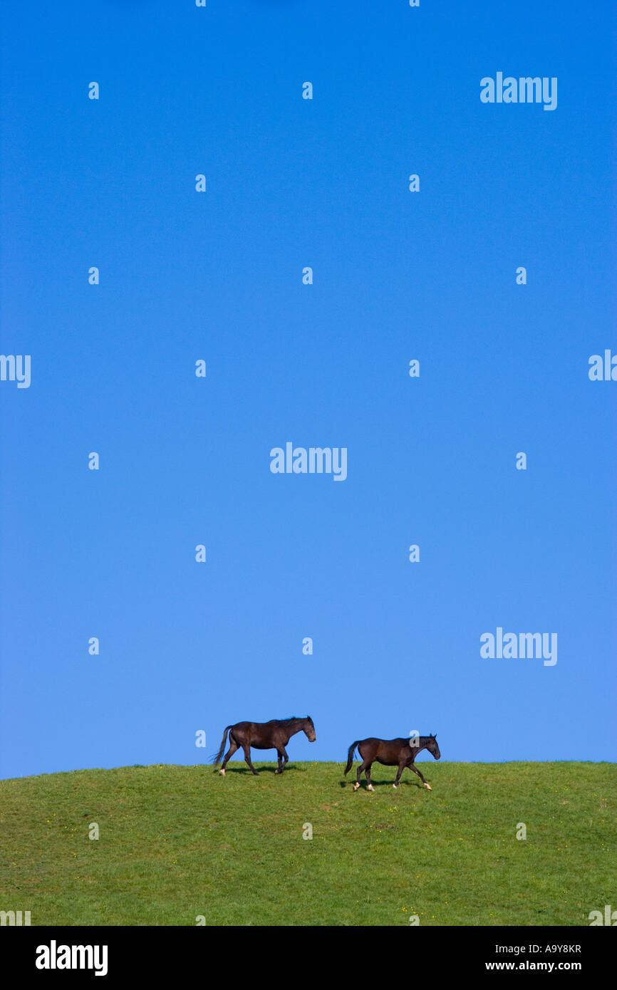 Horse book cover hi-res stock photography and images - Alamy