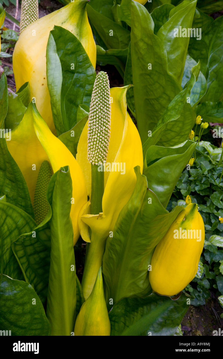 lysichiton americanus - yellow skunk cabbage Stock Photo - Alamy