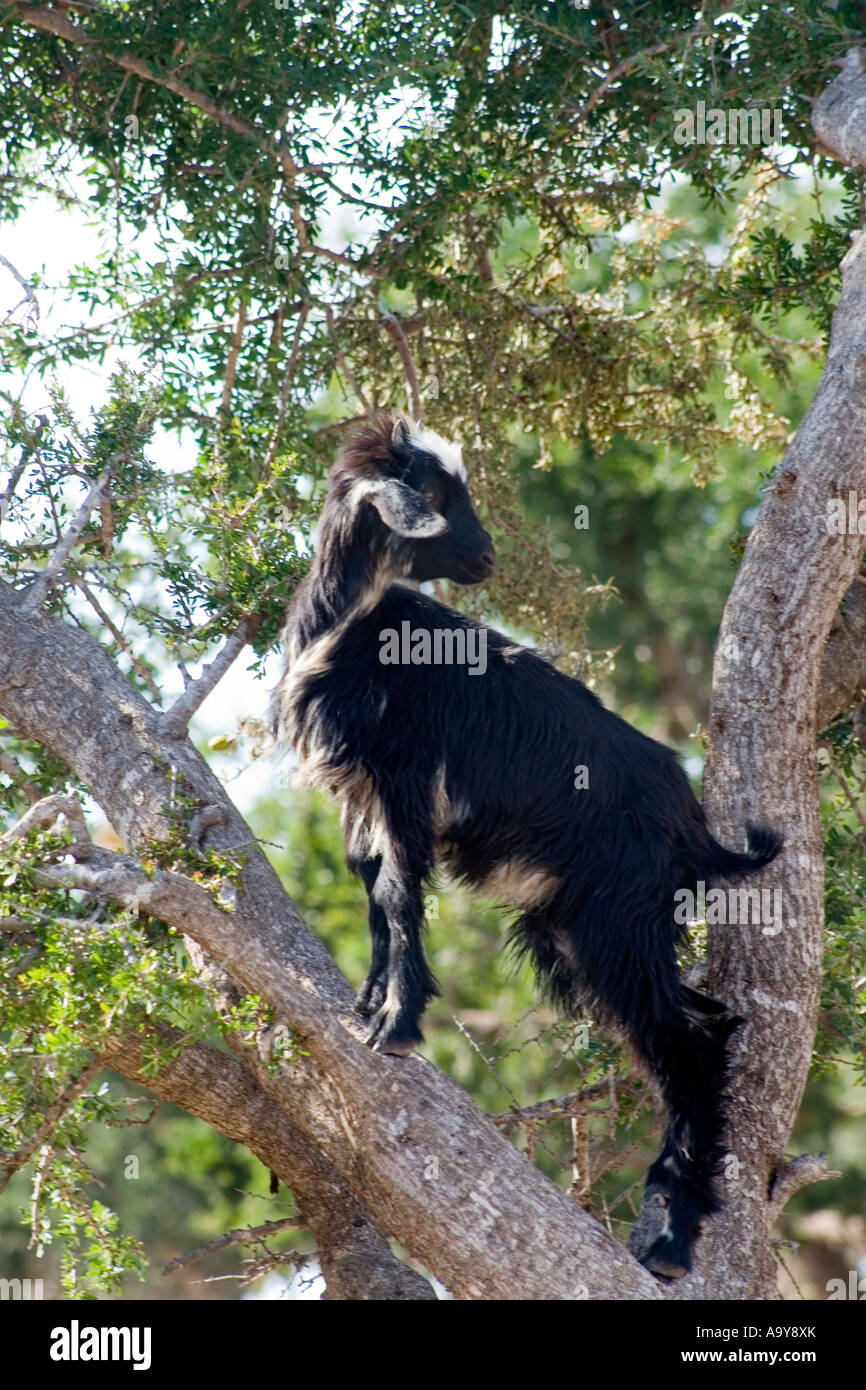 Flying the goat hi-res stock photography and images - Alamy