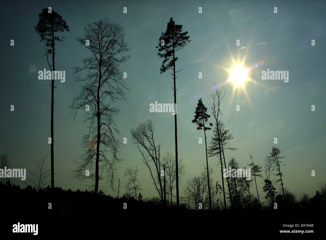 Tree Line at Sunset UK Stock Photo - Alamy