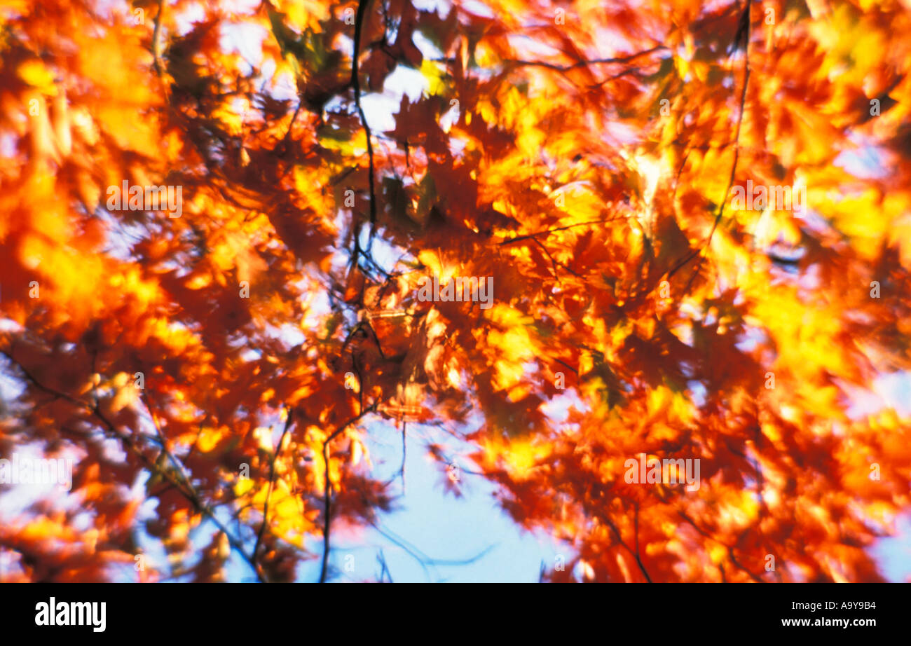 Unusual maple leaf hi-res stock photography and images - Alamy