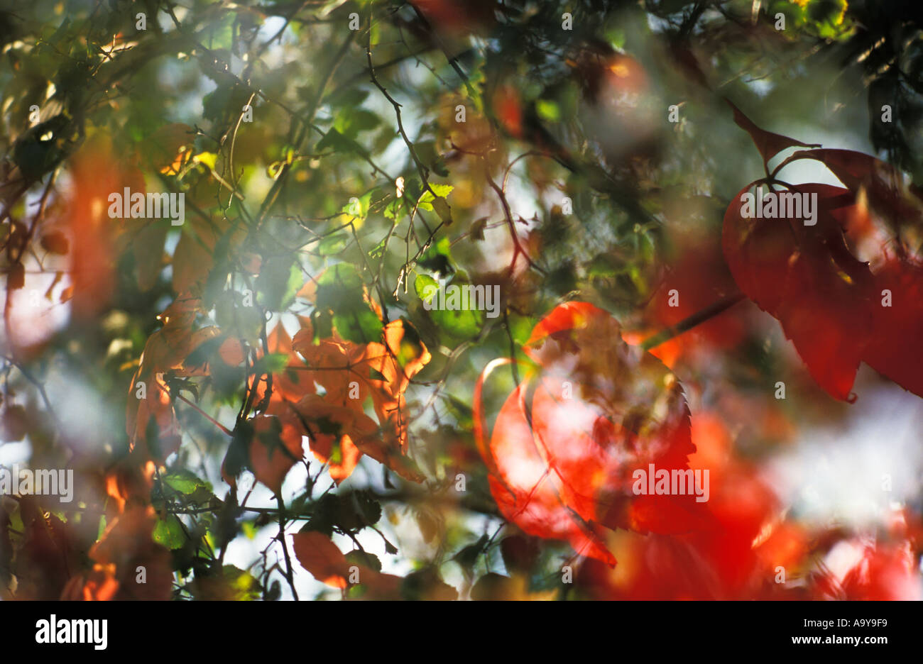 Autumn colors in a forest Bavaria Germany Europe Double exposure Stock ...