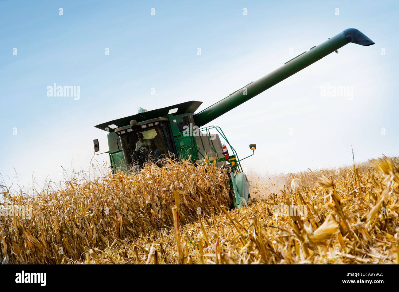 Farmer harvesting corn Stock Photo - Alamy