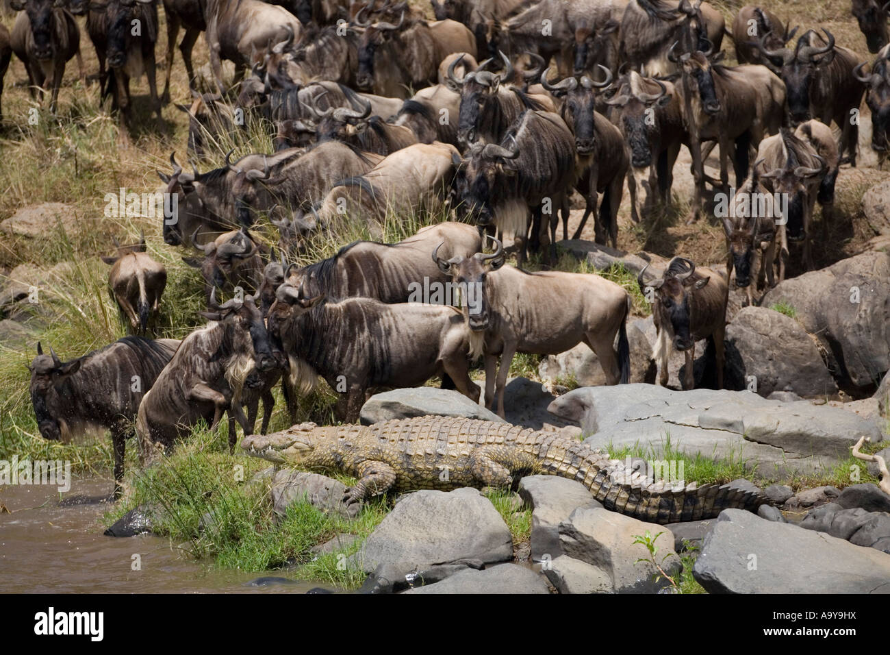 Beside nile crocodile hi-res stock photography and images - Alamy