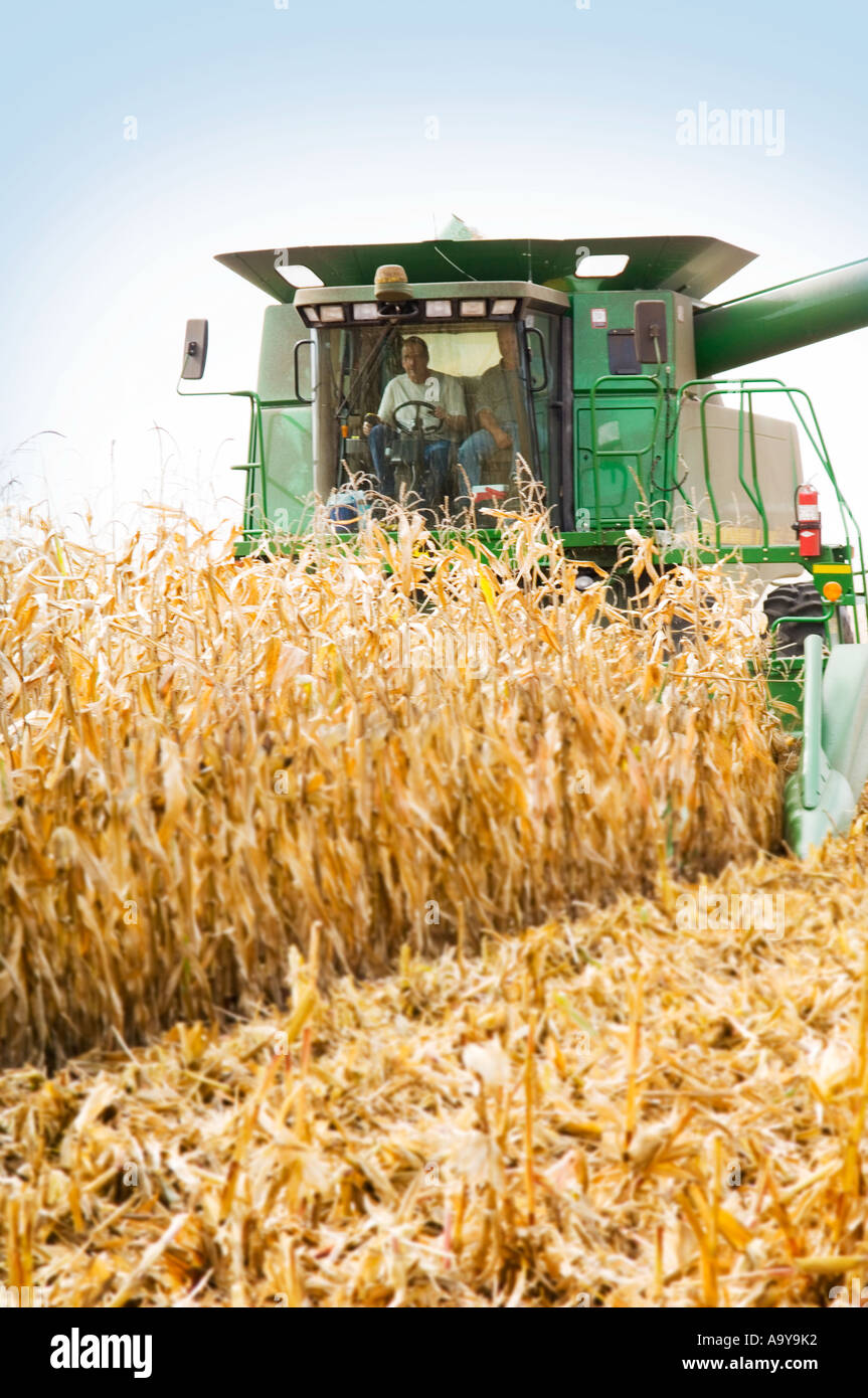 Farmer harvesting corn Stock Photo - Alamy