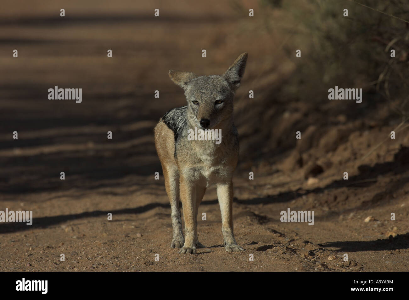 Wild black-backed jackal - South Africa Stock Photo - Alamy