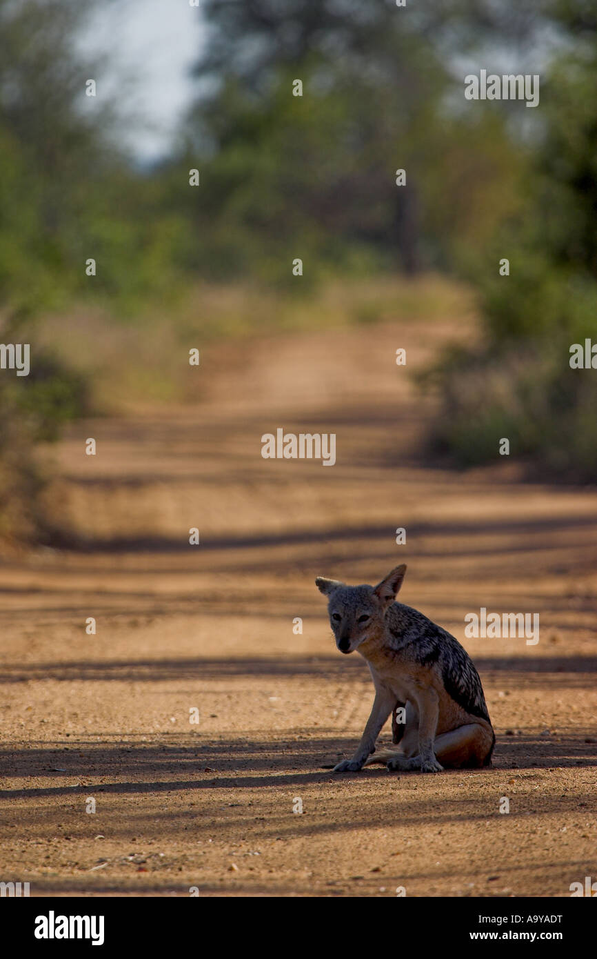 Wild black-backed jackal - South Africa Stock Photo - Alamy
