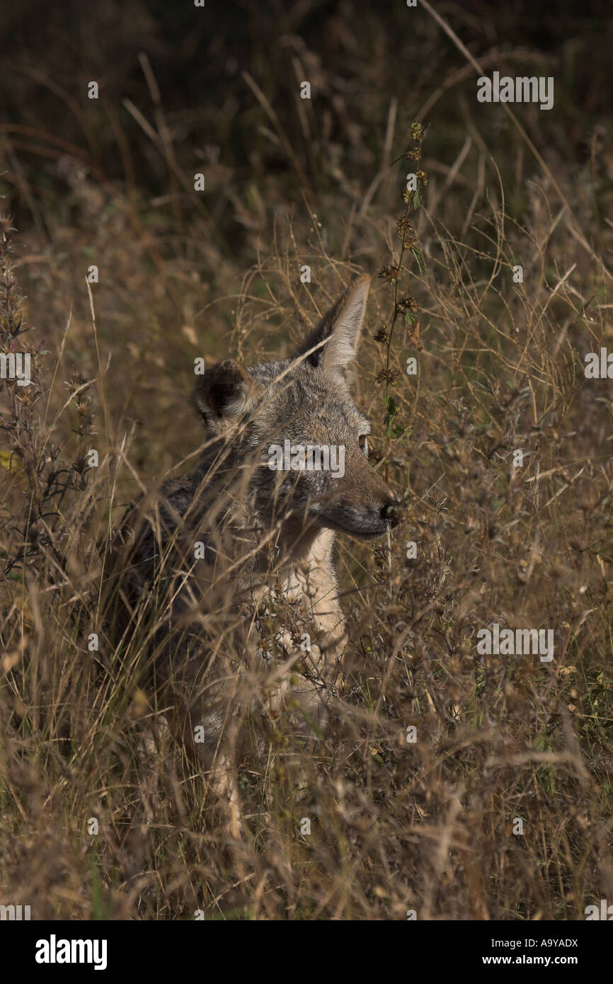 Wild black-backed jackal - South Africa Stock Photo - Alamy