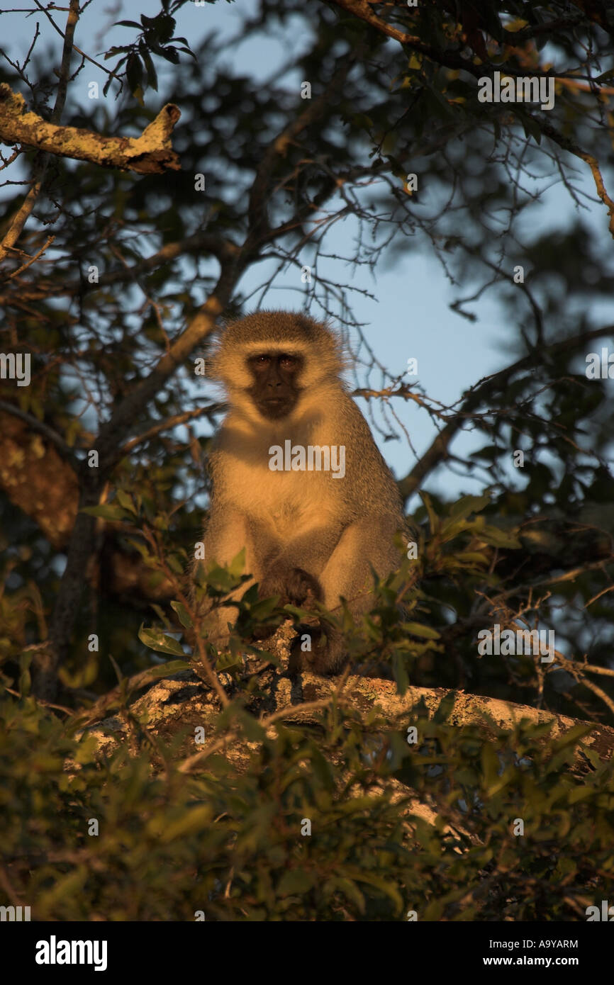 Vervet Monkey - South Africa Stock Photo - Alamy