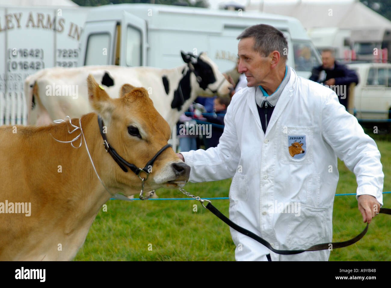 Judging cattle hi-res stock photography and images - Alamy
