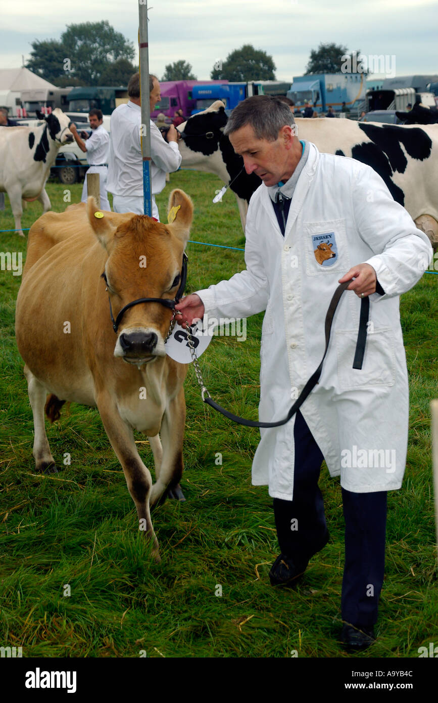 Judging cattle hi-res stock photography and images - Alamy