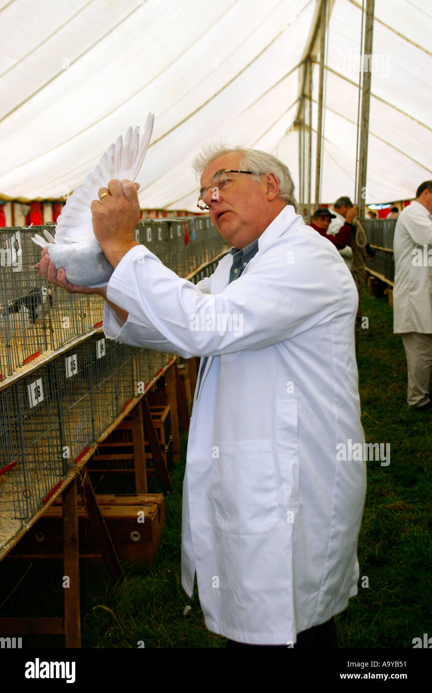 Pigeon Judging Stokesley agricultural show held every September at ...