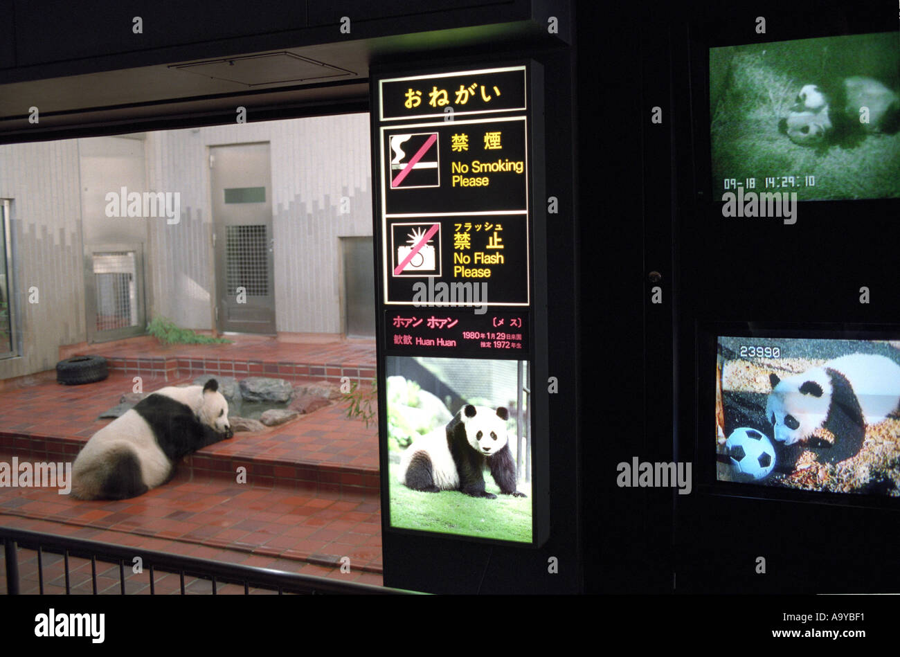 Ueno zoo panda hi-res stock photography and images - Alamy