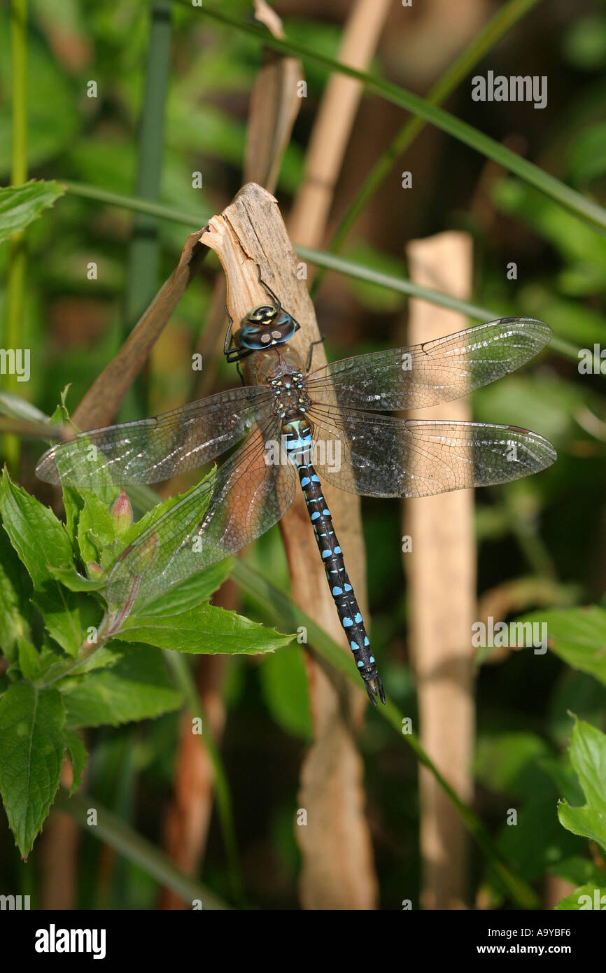 Dragonfly Common Hawker Aeschna juncea Stock Photo - Alamy