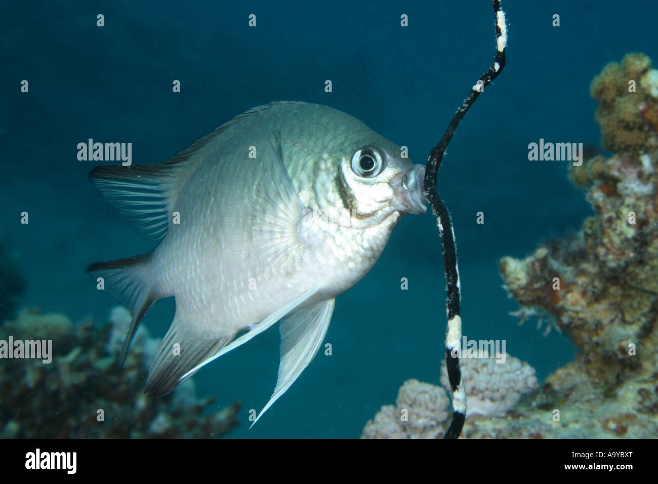 Damselfish hi-res stock photography and images - Alamy