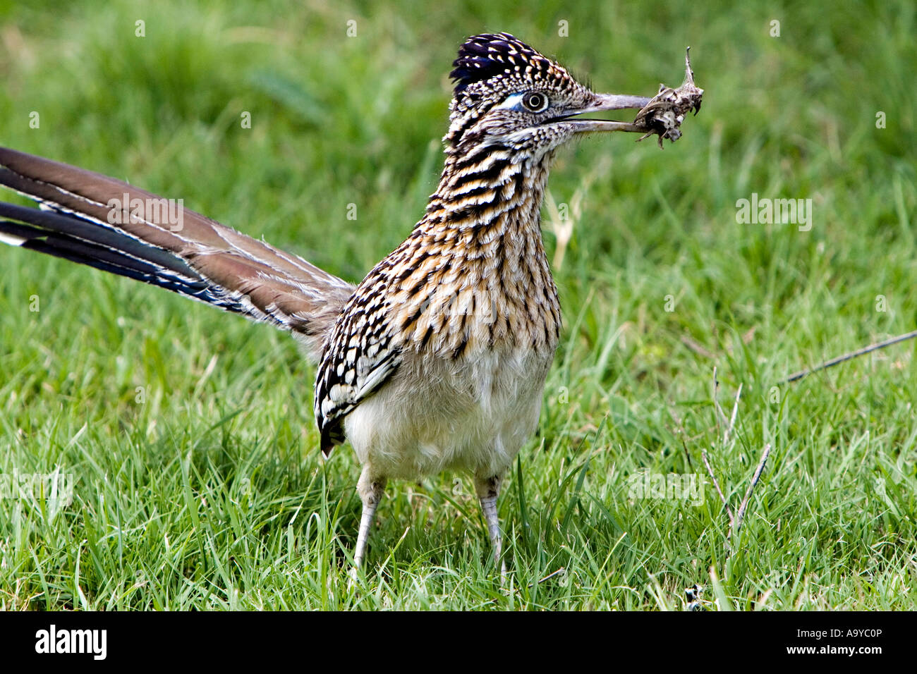Greater road runner hi-res stock photography and images - Alamy