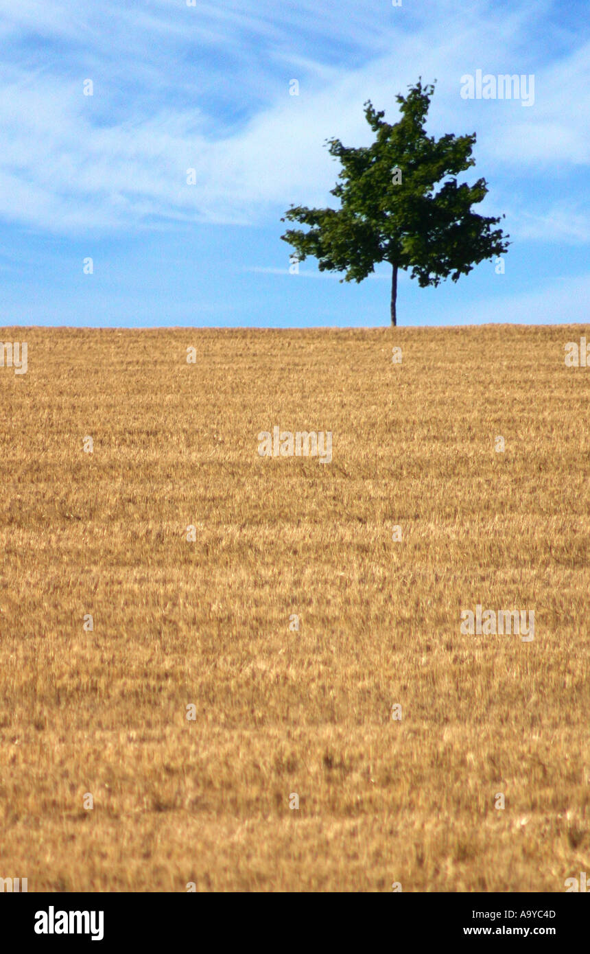 A single tree isolated in a harvested field Stock Photo - Alamy