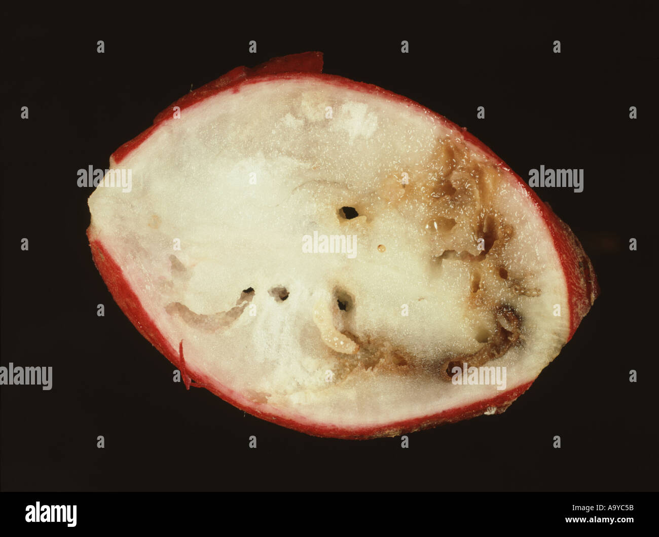 Flea beetle phyllotreta spp damage hi-res stock photography and images ...