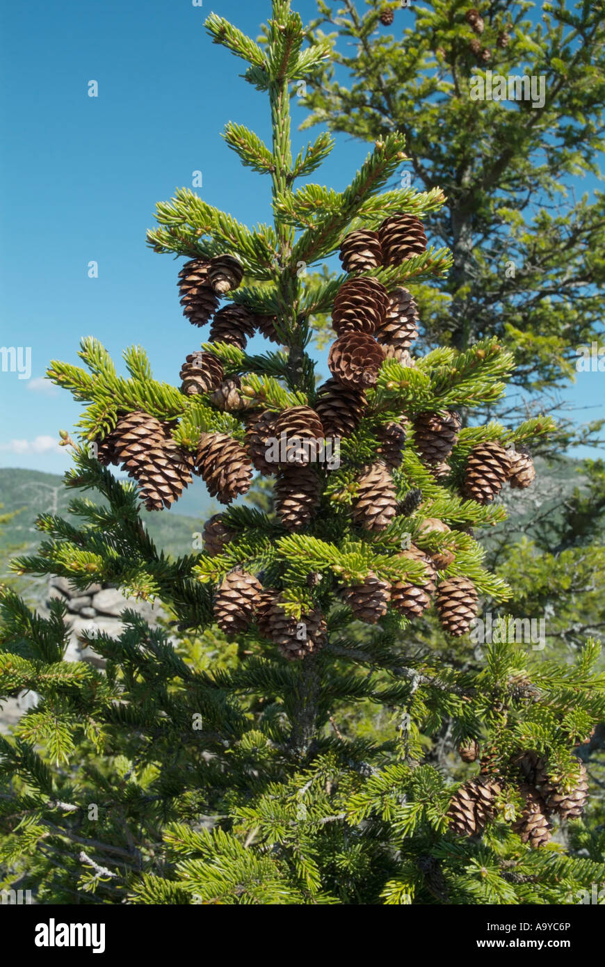 Red Spruce- Picea rubens- tree on Eastman Mountain in the White ...