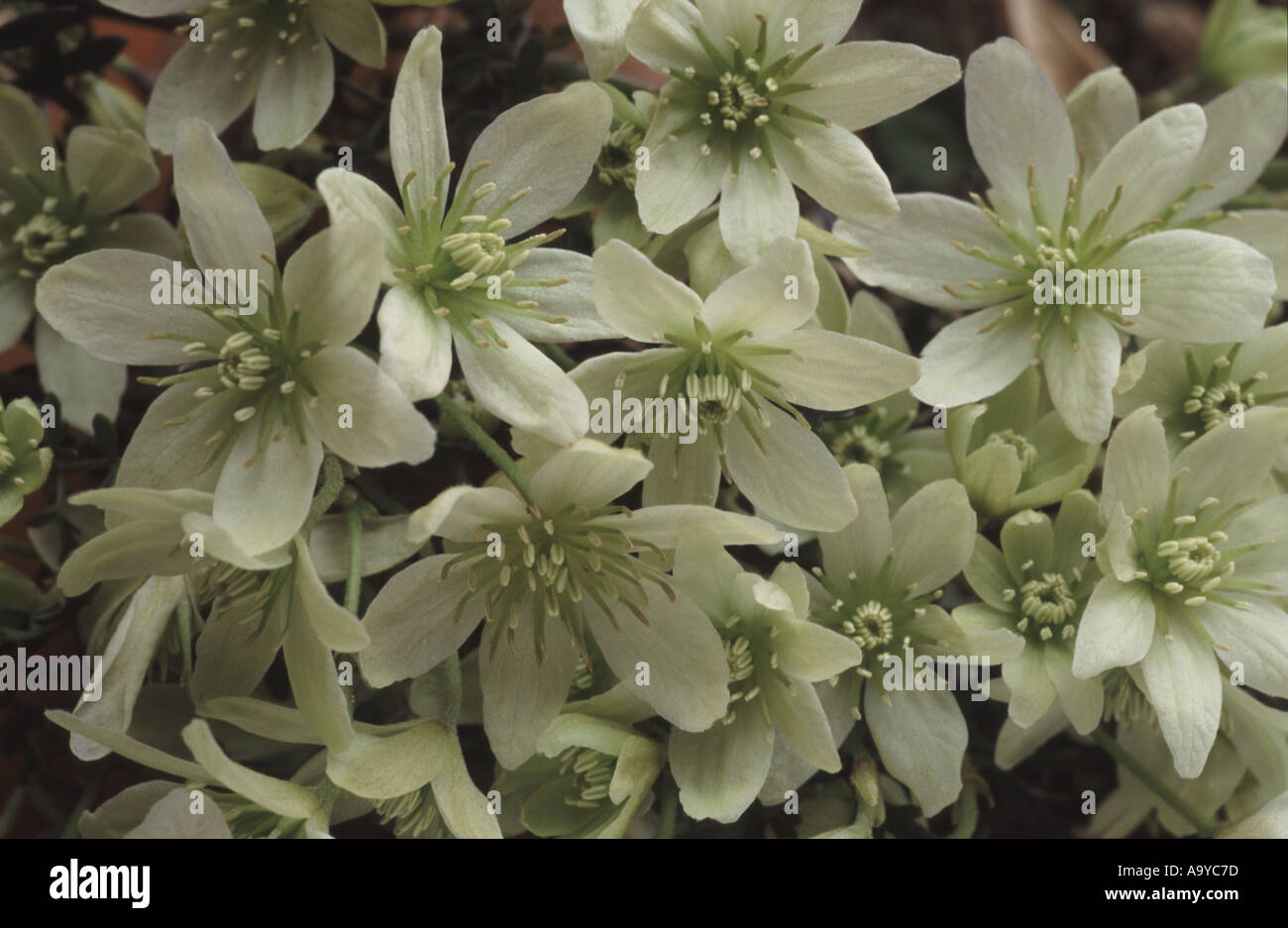 Clematis marmoraria petriei old mans hi-res stock photography and ...