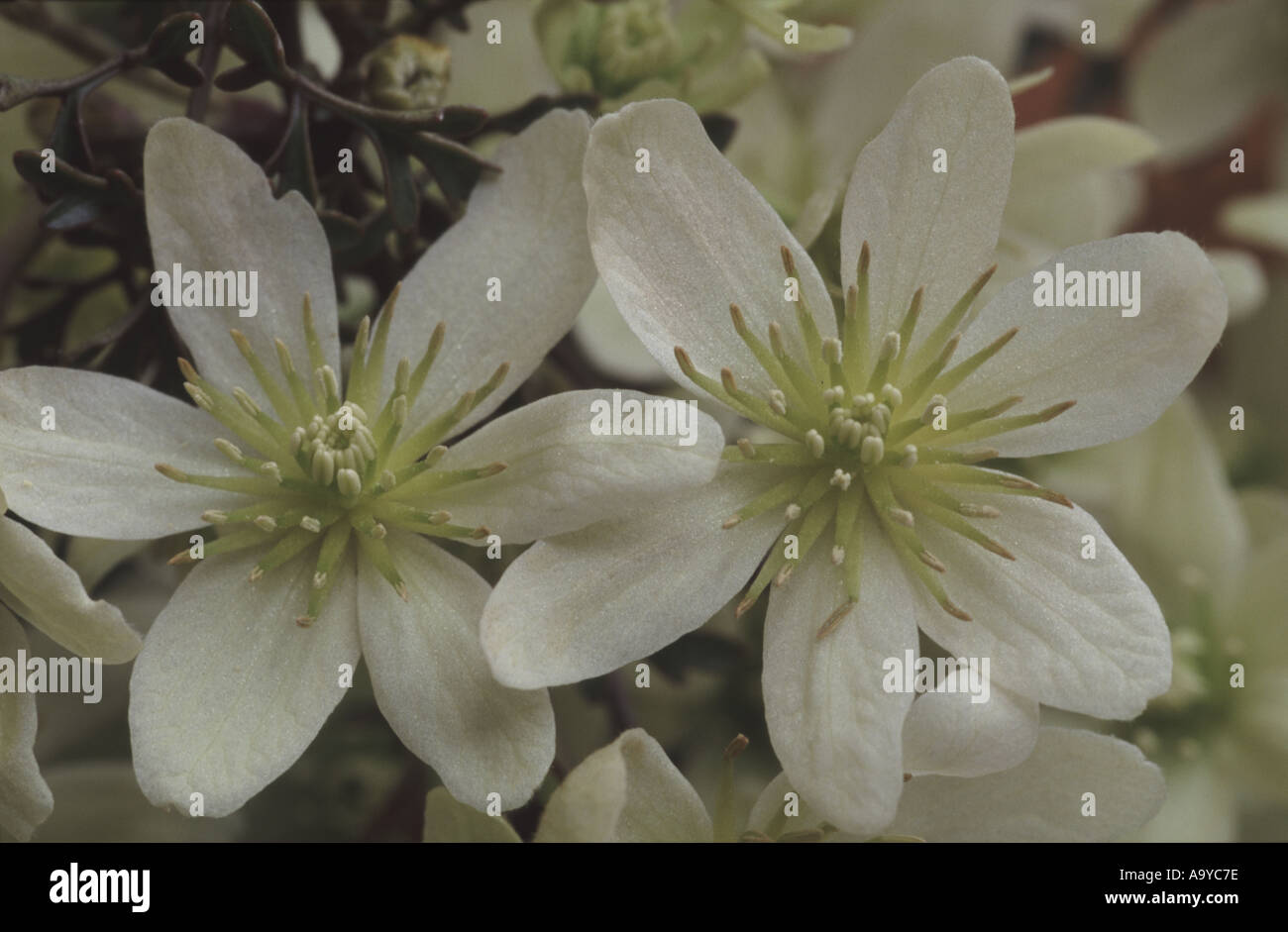 Clematis marmoraria x petriei. Old man's beard, Traveller's joy, Virgin ...