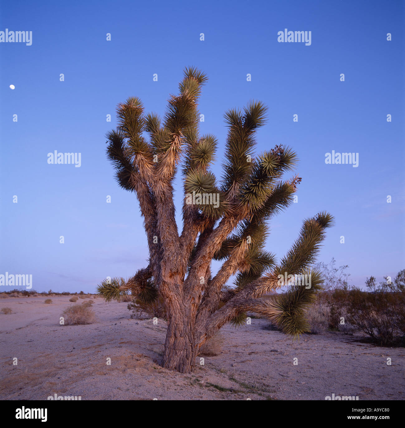 American Landscape. Joshua Tree in the Mojave Desert in Nevada in the ...