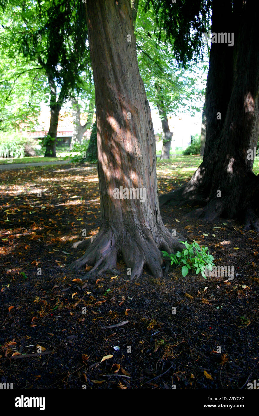 Tree in Church garden Stock Photo - Alamy