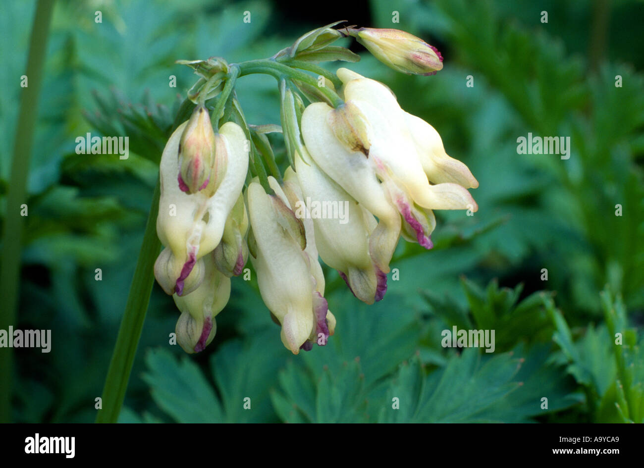 Formosa alba hi-res stock photography and images - Alamy