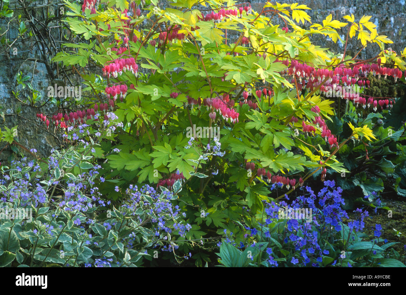 Dicentra spectabilis 'Goldheart' border gardens plants perennial heart ...