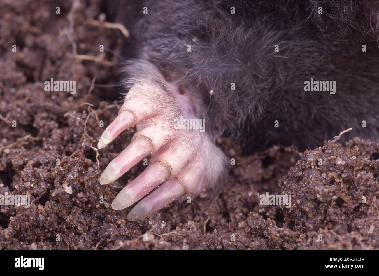 Garden Mole s Digging Foot Stock Photo - Alamy