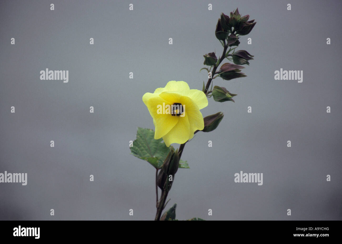 The flower and fruits of Wild Bhendi (Abelmoschus manihot) at Borivali ...