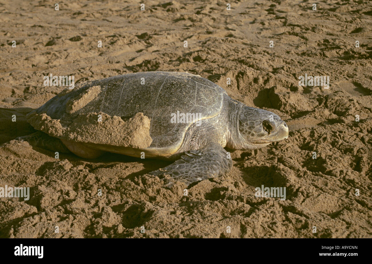 Olive ridley sea turtle orissa hi-res stock photography and images - Alamy