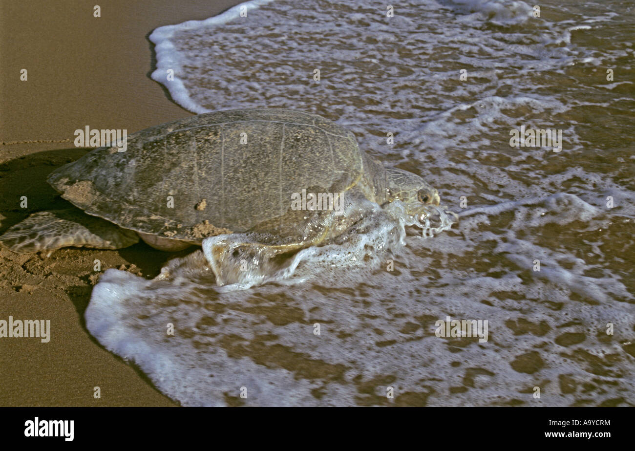 An Olive Ridley Sea turtle (female) returning to the sea after laying ...