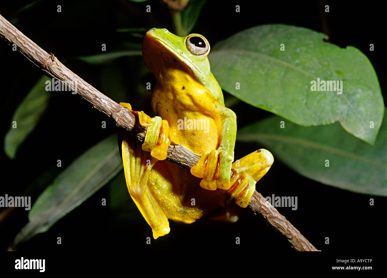 The Malabar gliding frog or Malabar flying frog (Rhacophorus ...