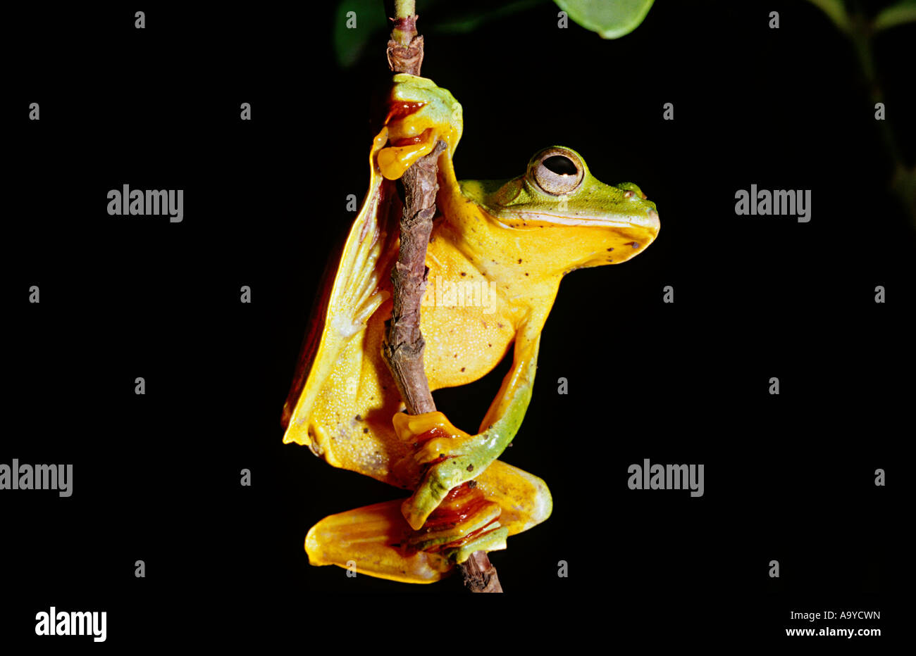 The Malabar gliding frog or Malabar flying frog (Rhacophorus ...