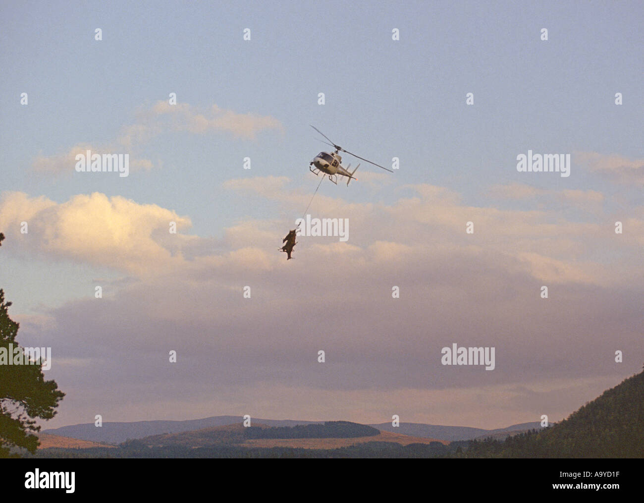 Scottish resident species hi-res stock photography and images - Alamy