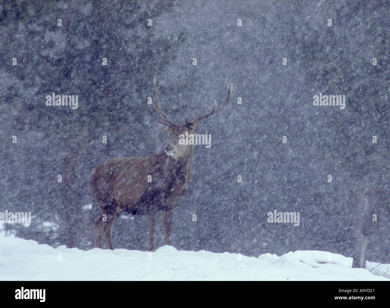 Red Deer Stag in Snow Storm. GMM 1347-48 Stock Photo - Alamy