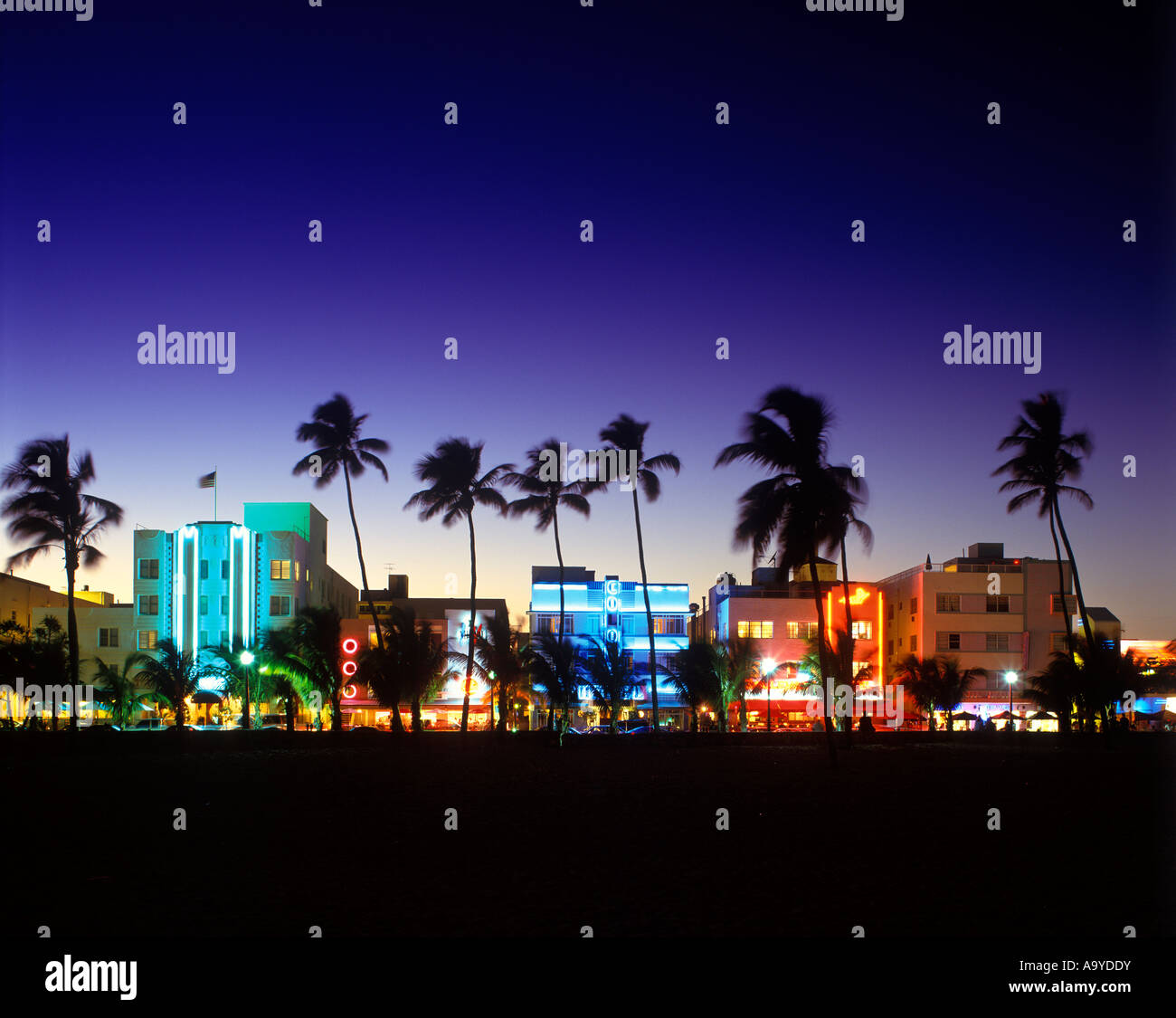 Miami beach palm trees florida hi-res stock photography and images - Alamy