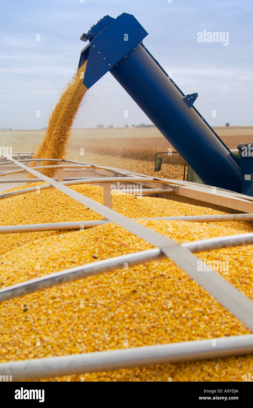 Harvested corn being unloaded into trailer Stock Photo - Alamy