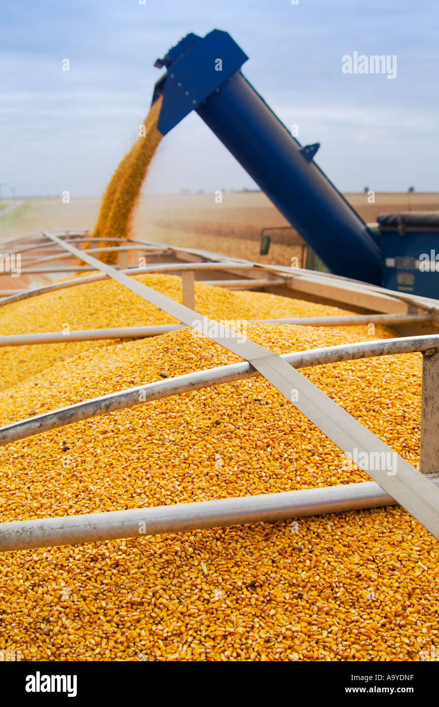 Harvested corn being unloaded into trailer Stock Photo - Alamy