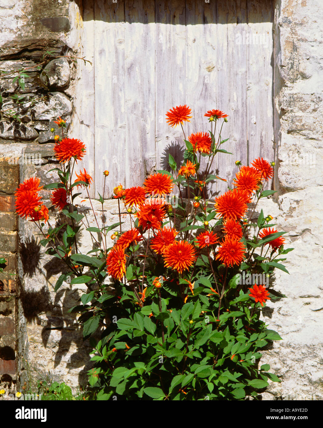 red summer flowers and barn door Stock Photo - Alamy