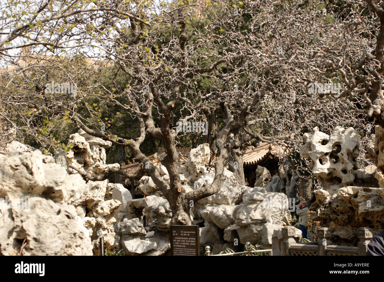 Trees in the Imperial Gardens, Fordidden City, Beijing Stock Photo - Alamy