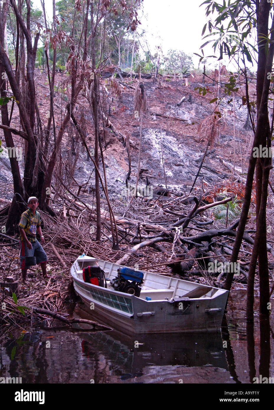 Slush and burn area, Amazon rainforest, Amazon river basin, Brazil ...