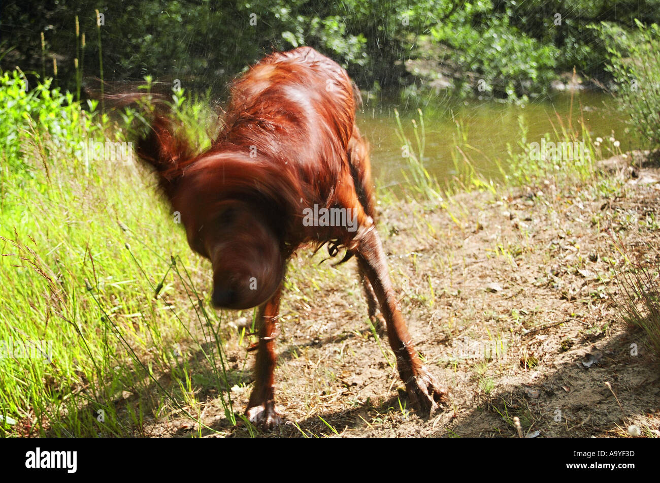 wet Irish red setter dog shaking off water after a summer swim Stock ...
